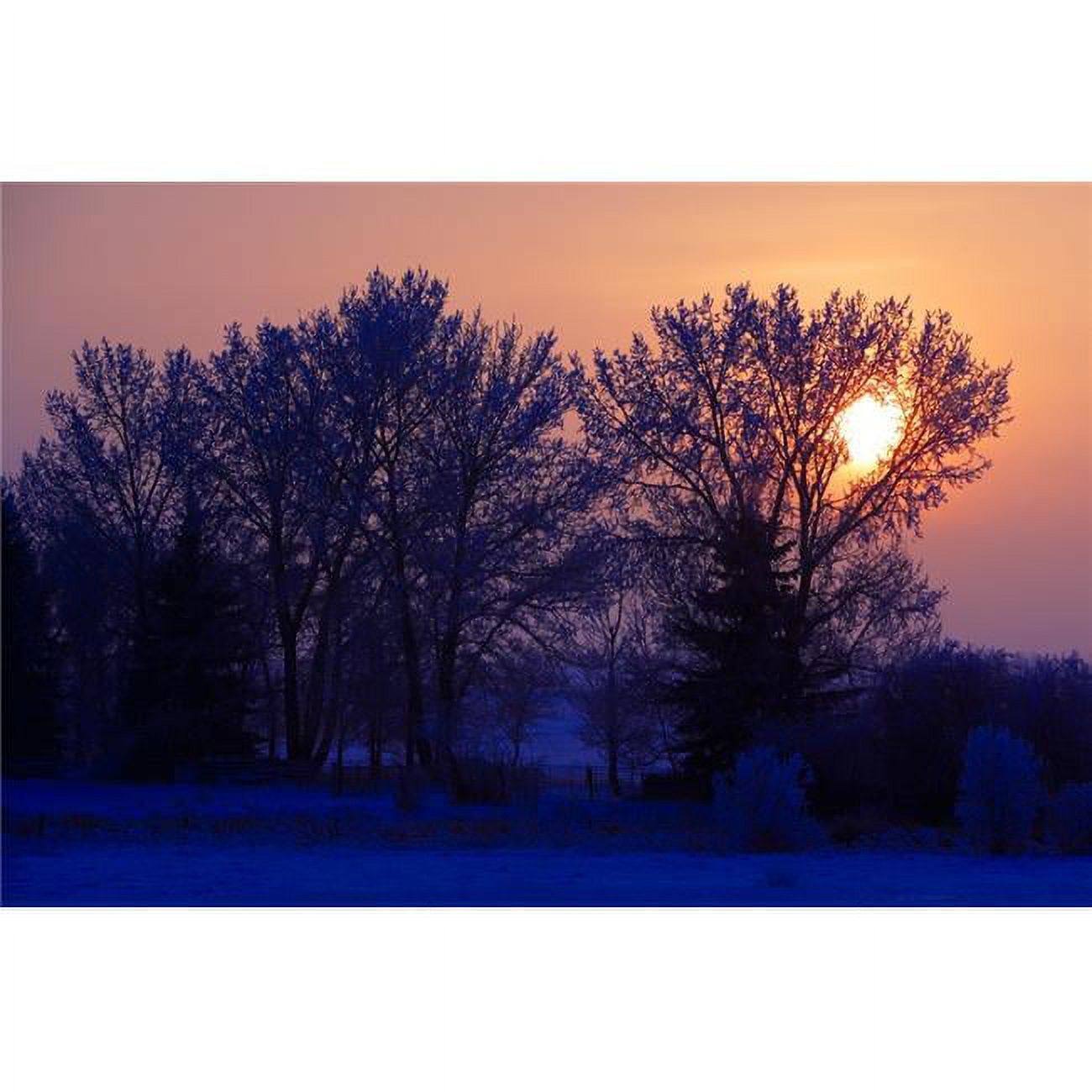Sun Peeking Through Some Trees Poster Print by Richard Wear - 17 x 11 ...