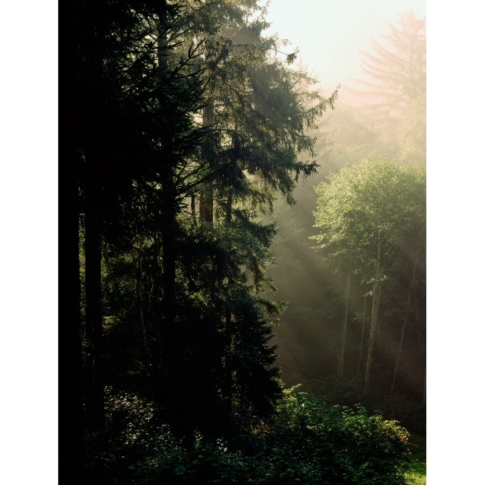 Sun rays through Douglas Fir and Red Alder Trees Coastal Mountain Range ...