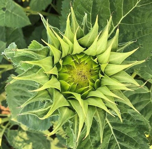 SunFill Green Sunflower Seeds – Annual Decorative Plant for Bouquets ...