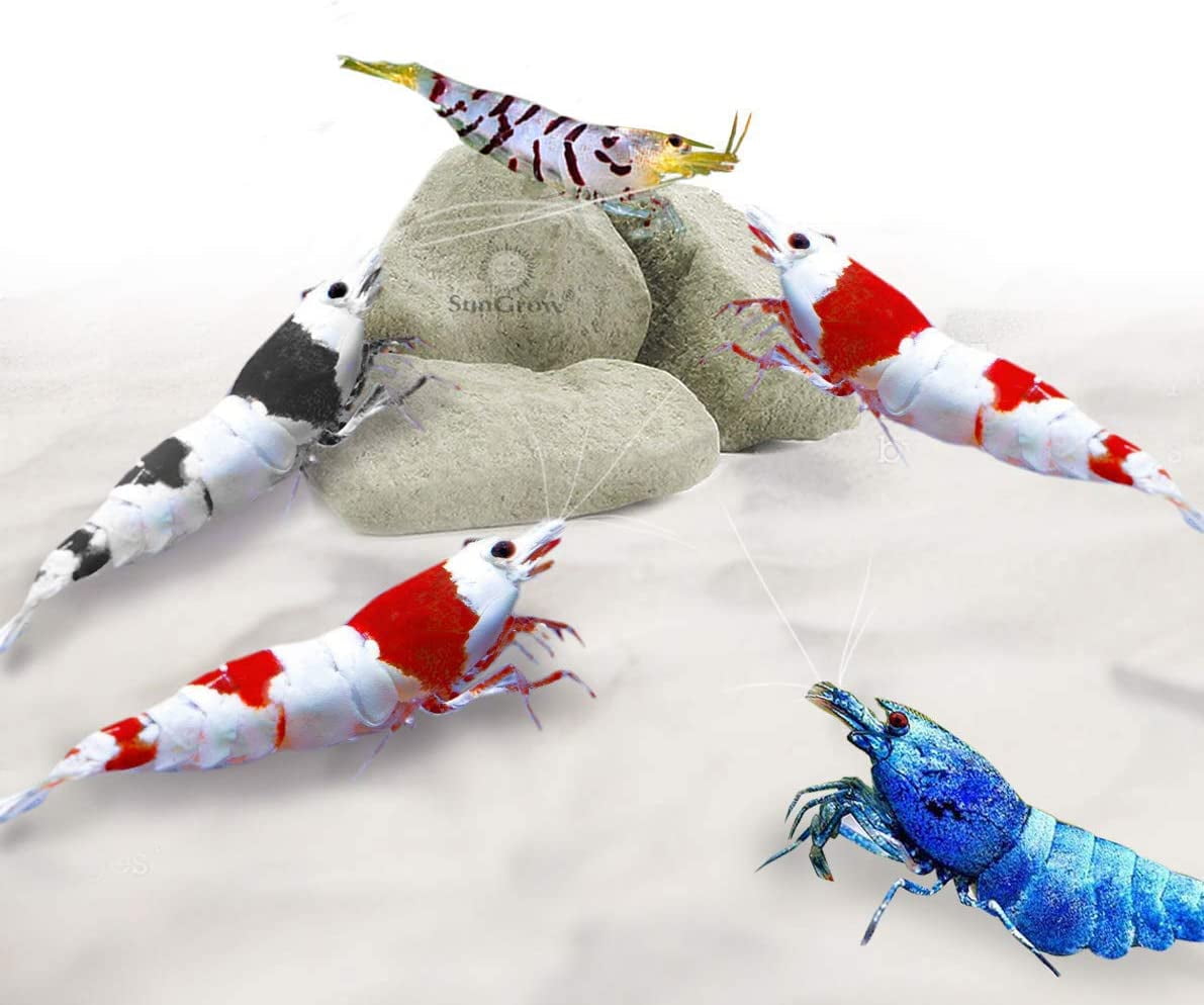 Sungrow Mineral Rocks for Shrimp, Crawfish, Snails Calcium for Shell ...