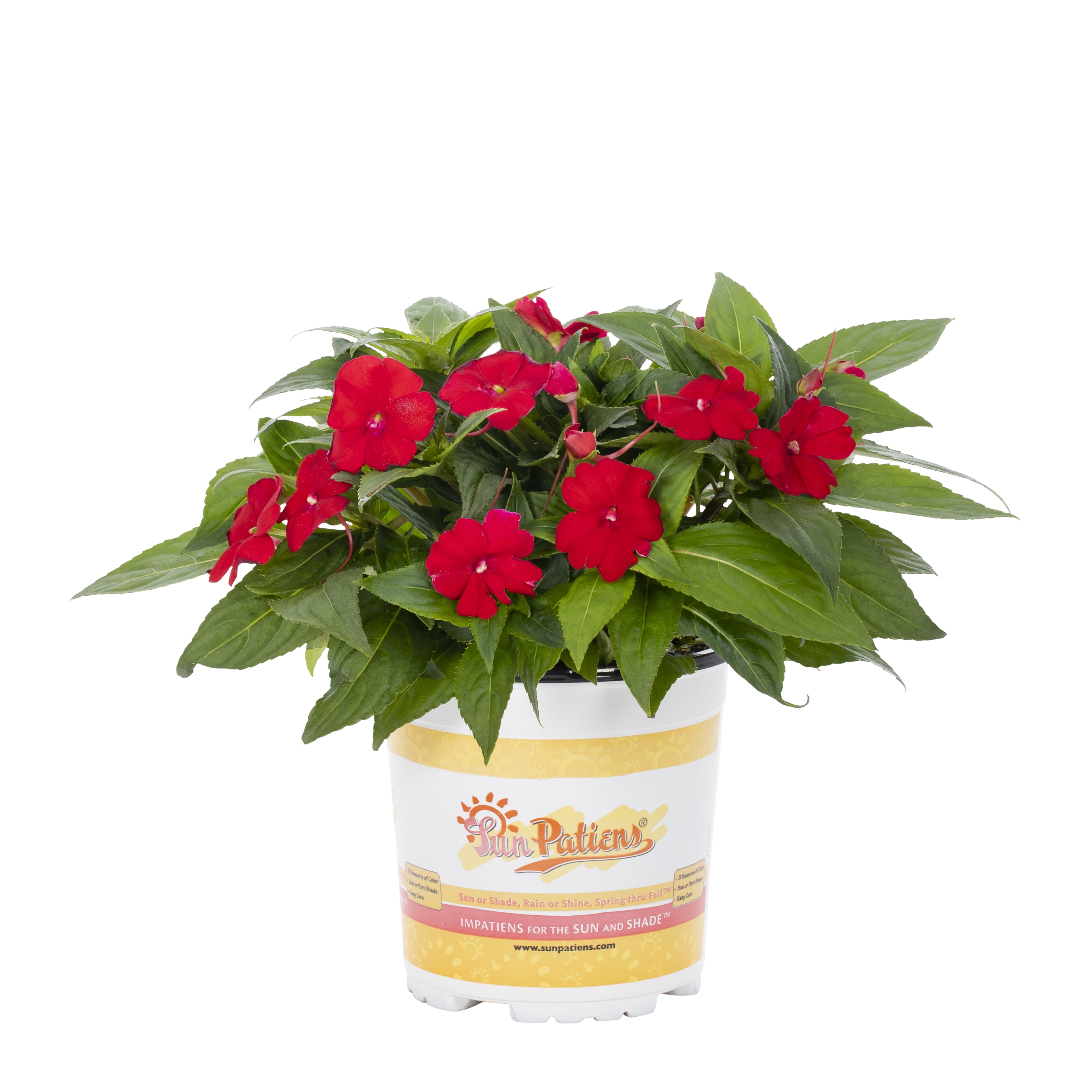 Free Shipping! SunPatiens¬Æ 2.5QT Red Impatiens Annual Plant Grower Pot ...