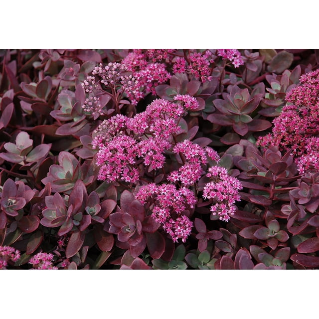"SunSparkler Firecracker Sedum for Small Garden - Stonecrop, Magic in ...