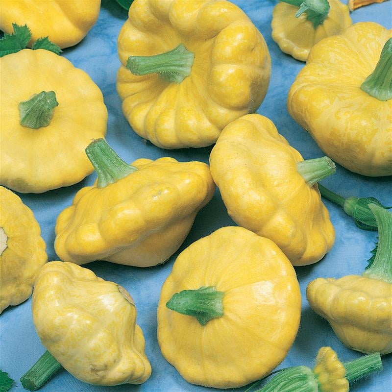 Sunbeam F1 Hybrid Squash Seeds – 4 Oz ~1,000 Seeds – Non-GMO Summer ...