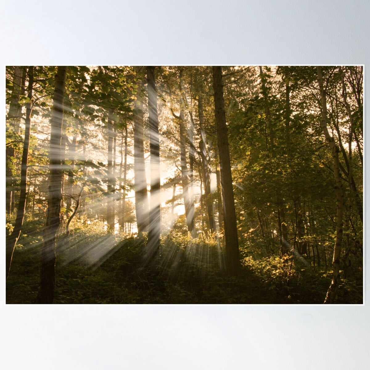 Sunbeams Through The Trees Poster Wall Art, Modern Wall Decor For ...