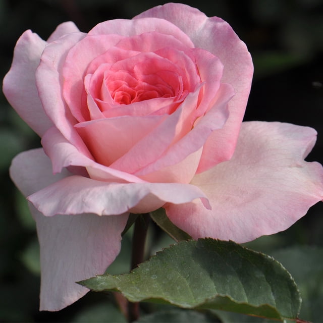 Sunbelt Savannah Hybrid Tea Rose - Hardy & Fragrant, Own Root Plant by ...