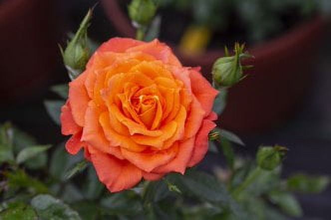 Bloomables Sunblaze Amber Rose 24" Bright Orange Miniature Rose Plant ...