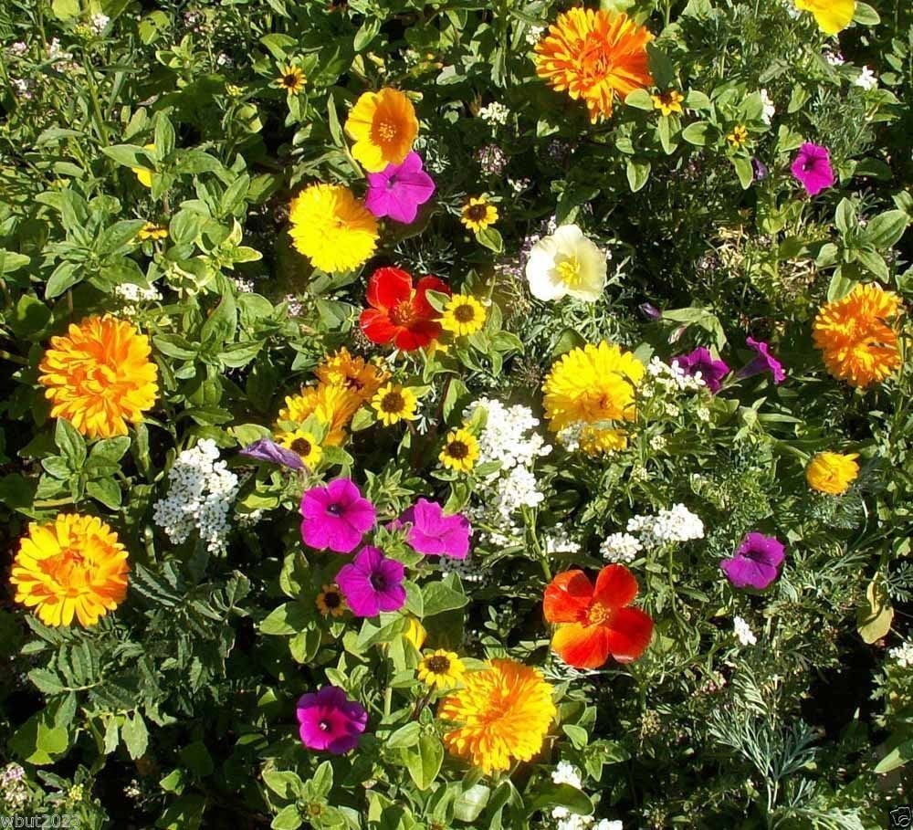 Sunburst Ground-Cover Mix,TRDN - 1 oz Seed Covers approximately 125 ...