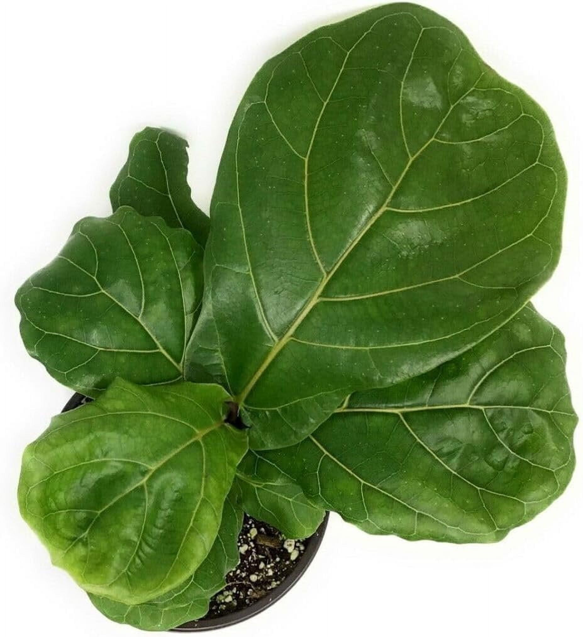Suncoast Ficus Tree - Live Starter Plant in a 2 Inch Pot - Ficus Lyrata ...
