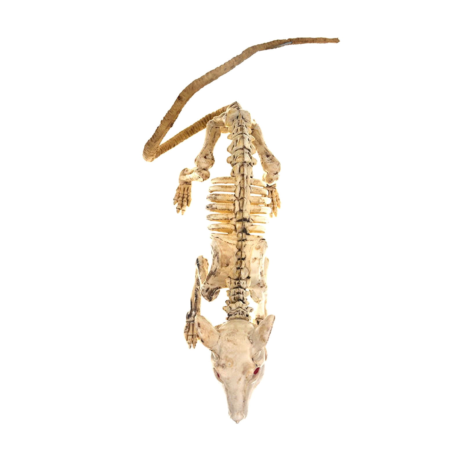 Suncoda Halloween Skeleton Decorations, 13 Different Animal Skeletons ...