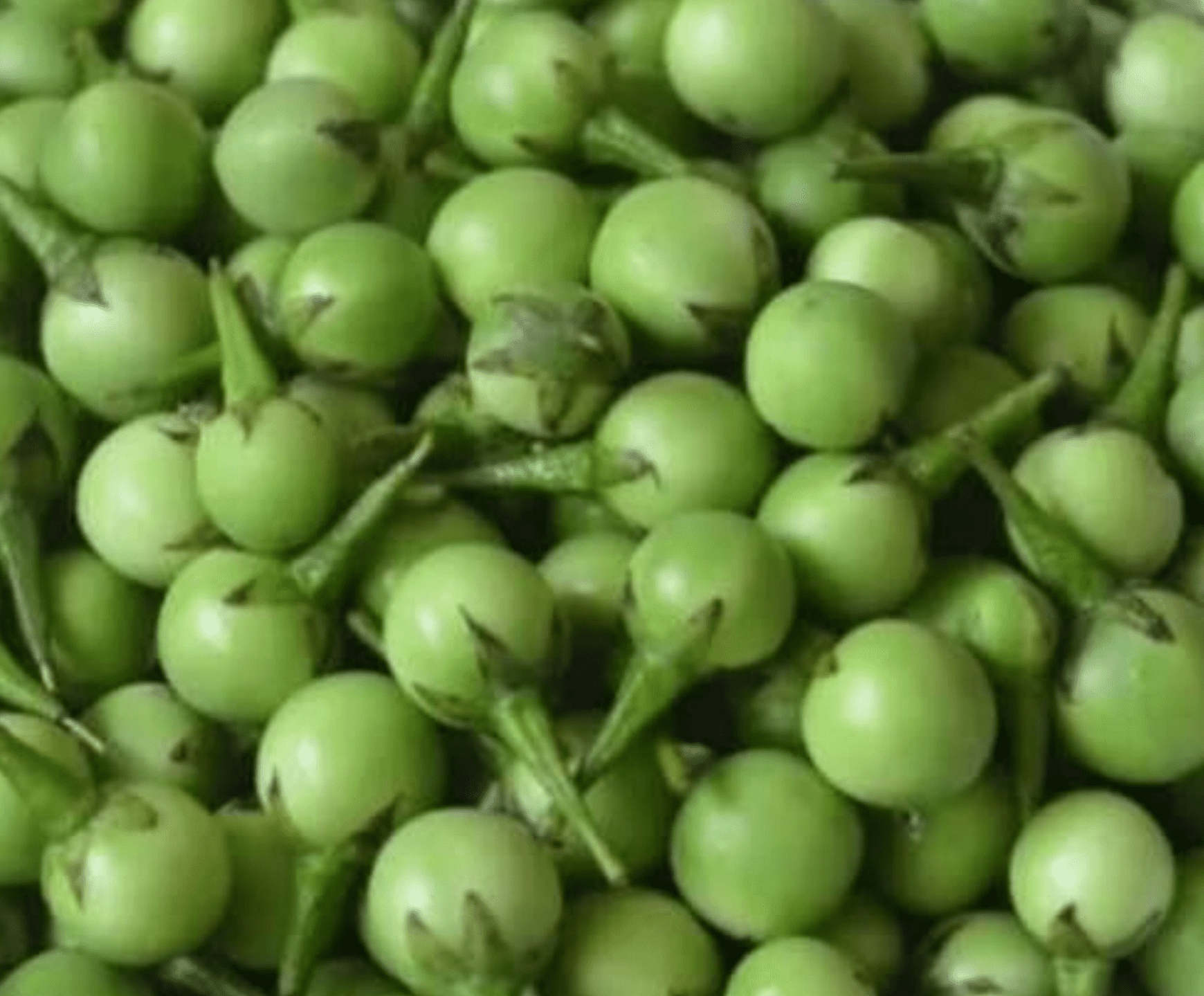 Sundakkai / Turkey Berry Plant, One Gal Pot, One Count - Walmart.com