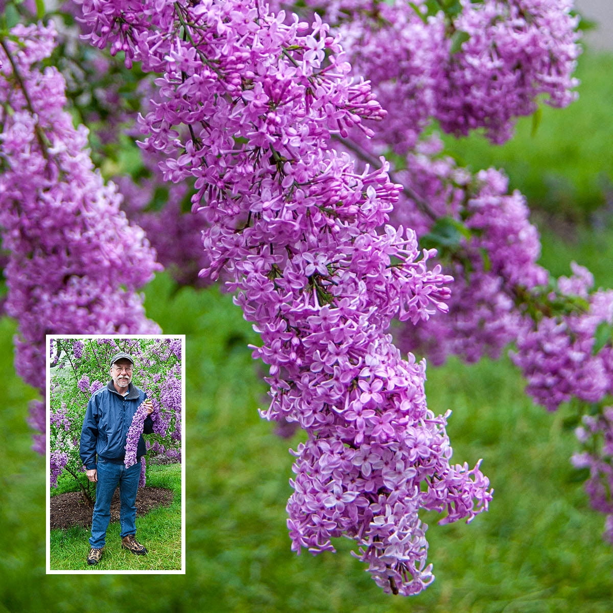 Sunday Purple Flowering Lilac Shrub Potted Deciduous Starter Plant ...