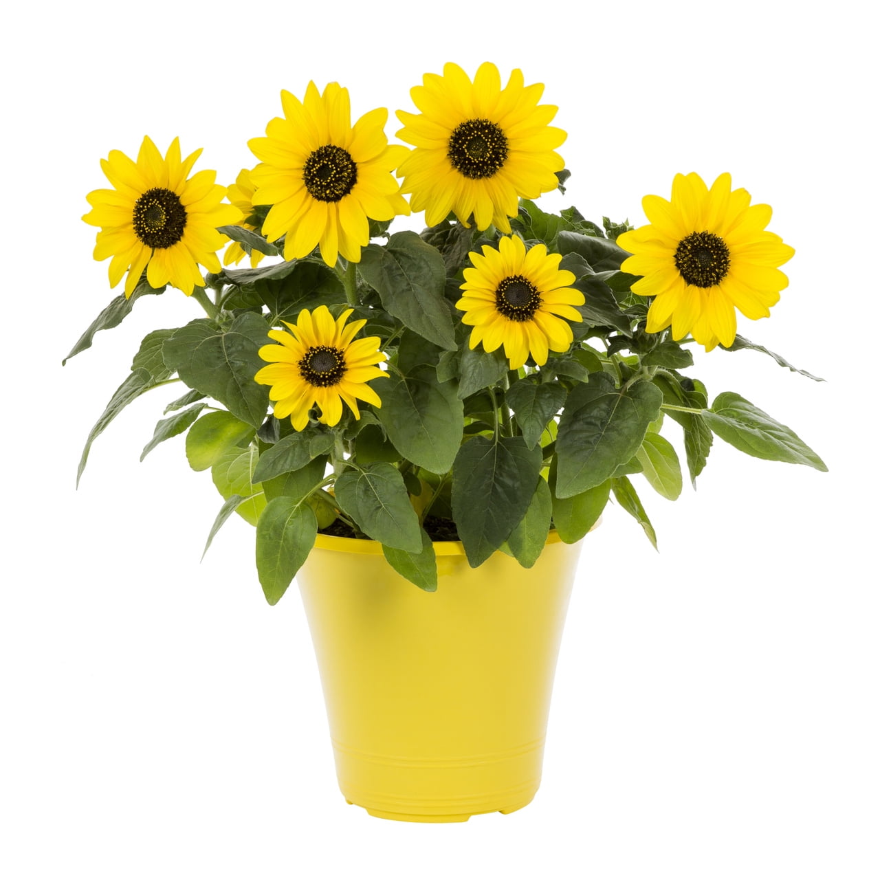 Sunfinity 1.5gal Yellow Sunflower Live Annual Plant Decorative Pot Sun - Walmart.com