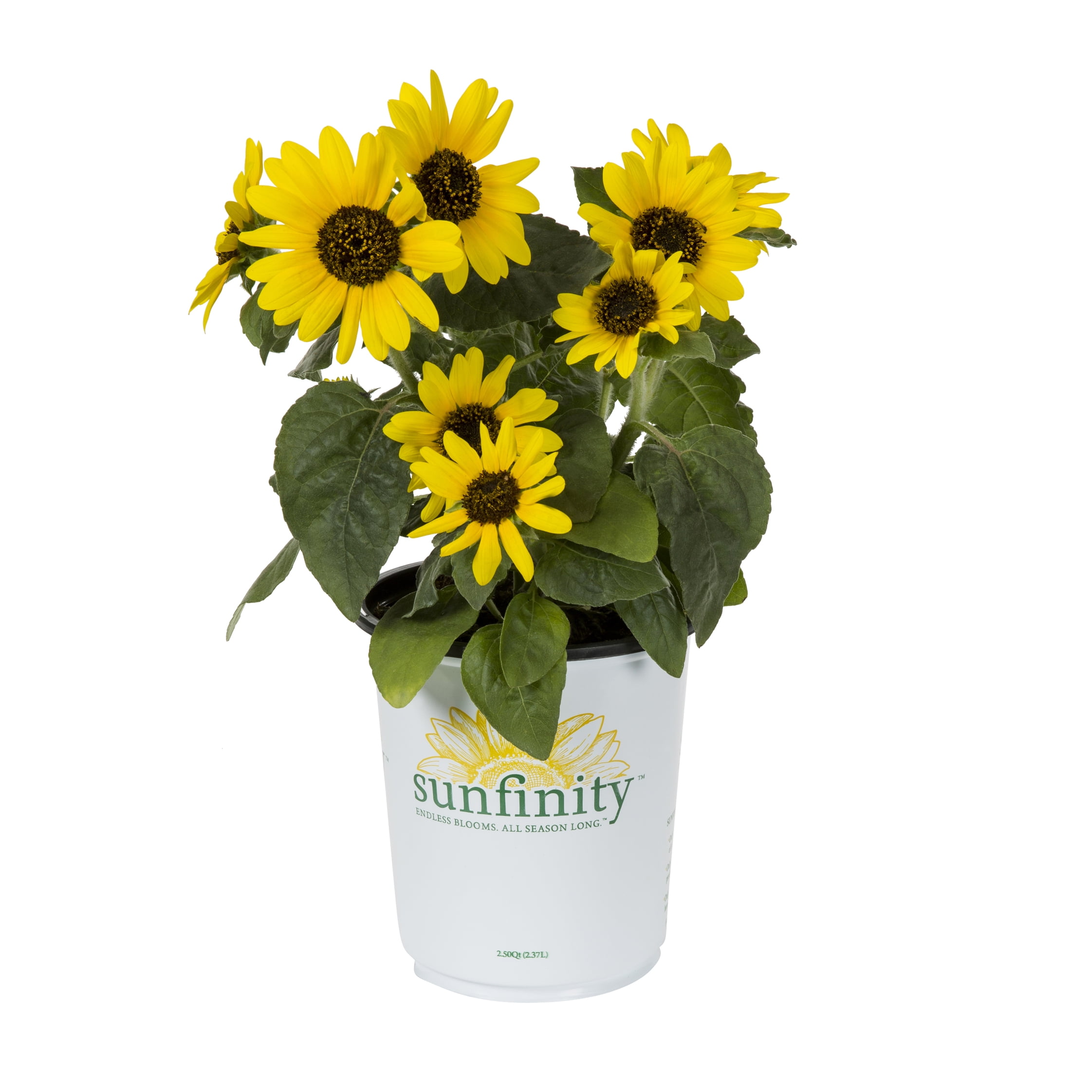 Sunfinity 2.5QT Yellow Sunflower Live Annual Plant Sun - Walmart.com