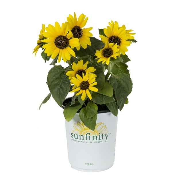 Sunfinity 2.5QT Yellow Sunflower Live Annual Plant Sun - Walmart.com