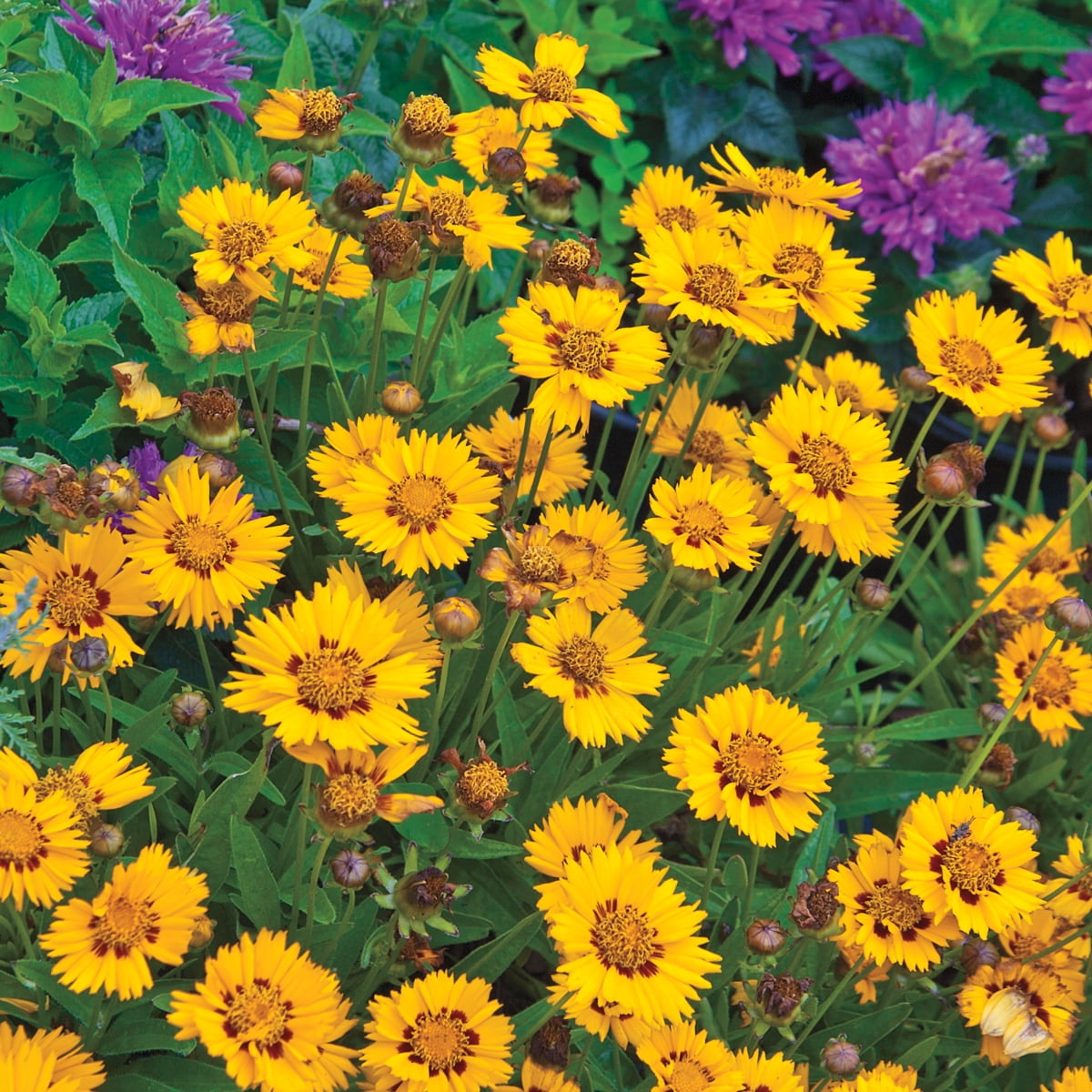 Sunfire Coreopsis Potted Flowering Perennial Plant, in a 2.50 Qt. Pot ...