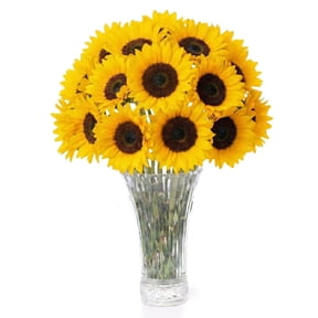 Live Sunflowers for Patio and Garden