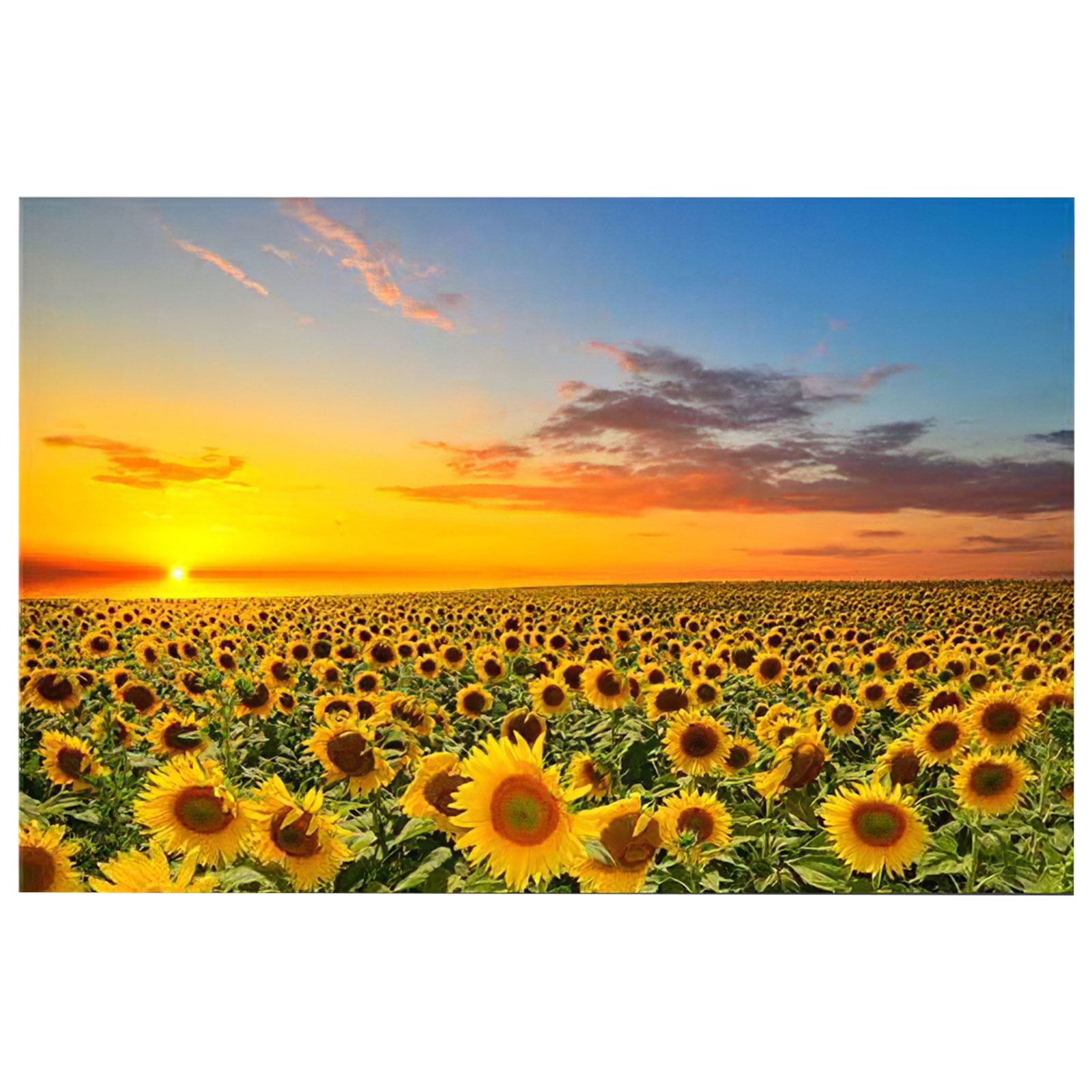 Sunflower Field Sunrise