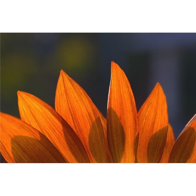 Sunflower Close-Up Poster Print by Carson Ganci - 17 x 11 - Walmart.com