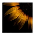 Sunflower Detail with Droplets Canvas Wall Art, design by Brian Carson ...