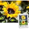 Sunflower Dwarf Sunspot Flower Seeds, 25 Seeds Per Packet, , Helianthus ...