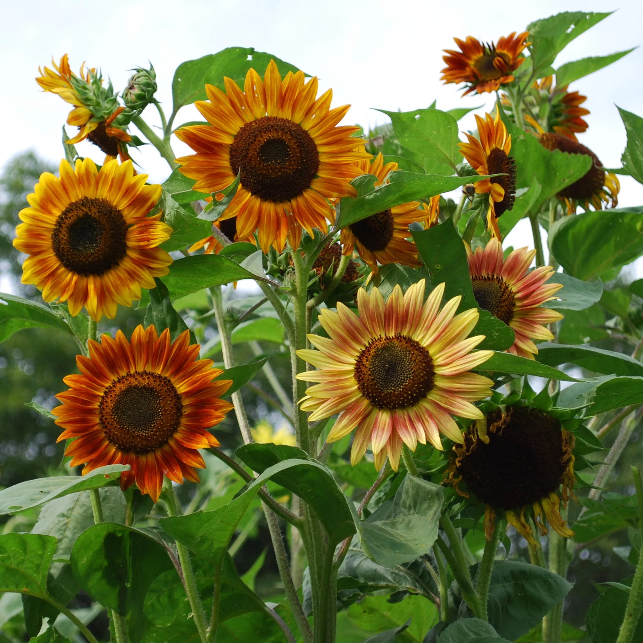 Sunflower Evening Sun Organic Seed - Walmart.com
