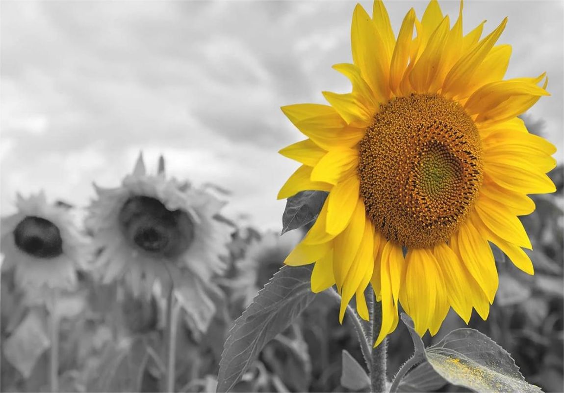 Sunflower Field Backdrop Photography Oil Painting Sunflower Fall ...