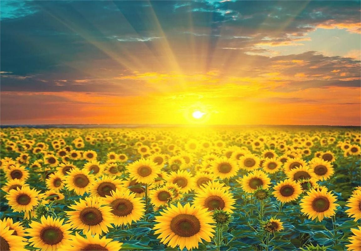 Sunflower Field Backdrop Photography Oil Painting Sunflower Fall ...