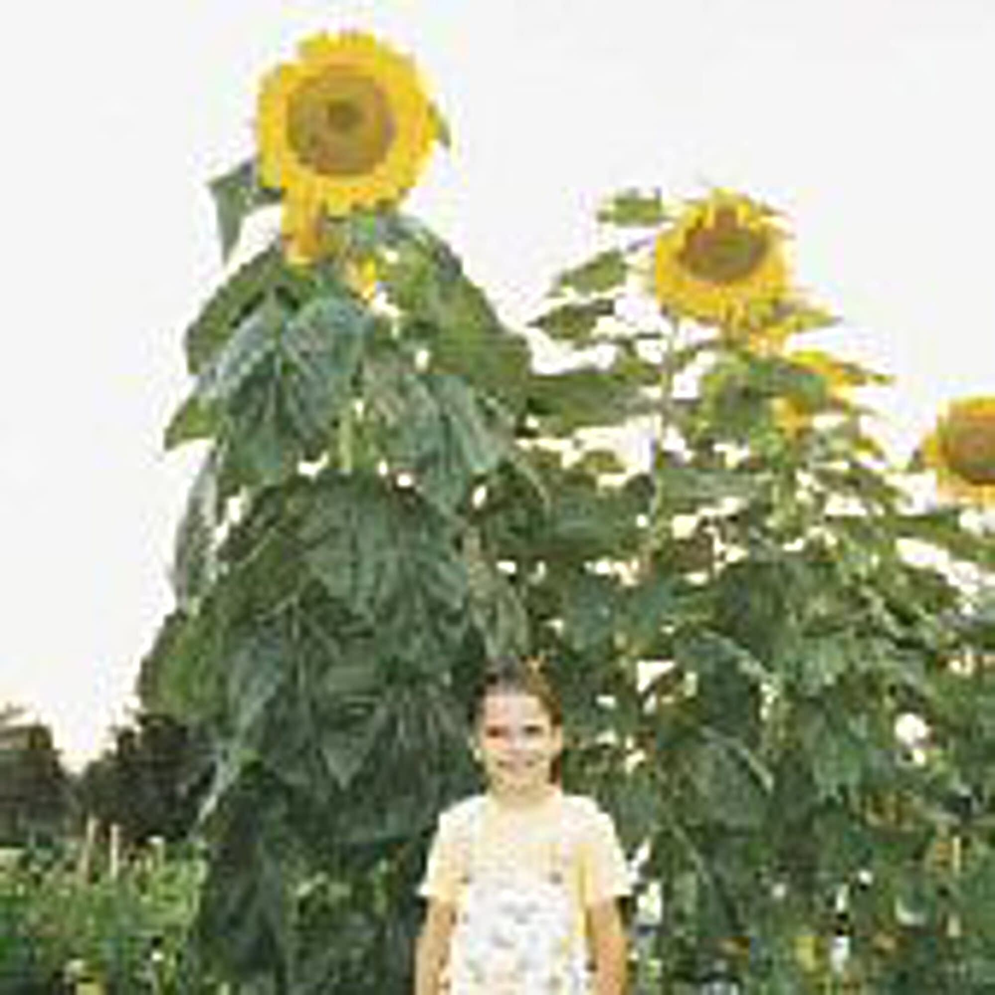Sunflower Seeds for Planting, Skyscraper Variety, 12 ft Tall, Home ...