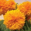 Sunflower Pro Cut Orange F1 Seed - Walmart.com