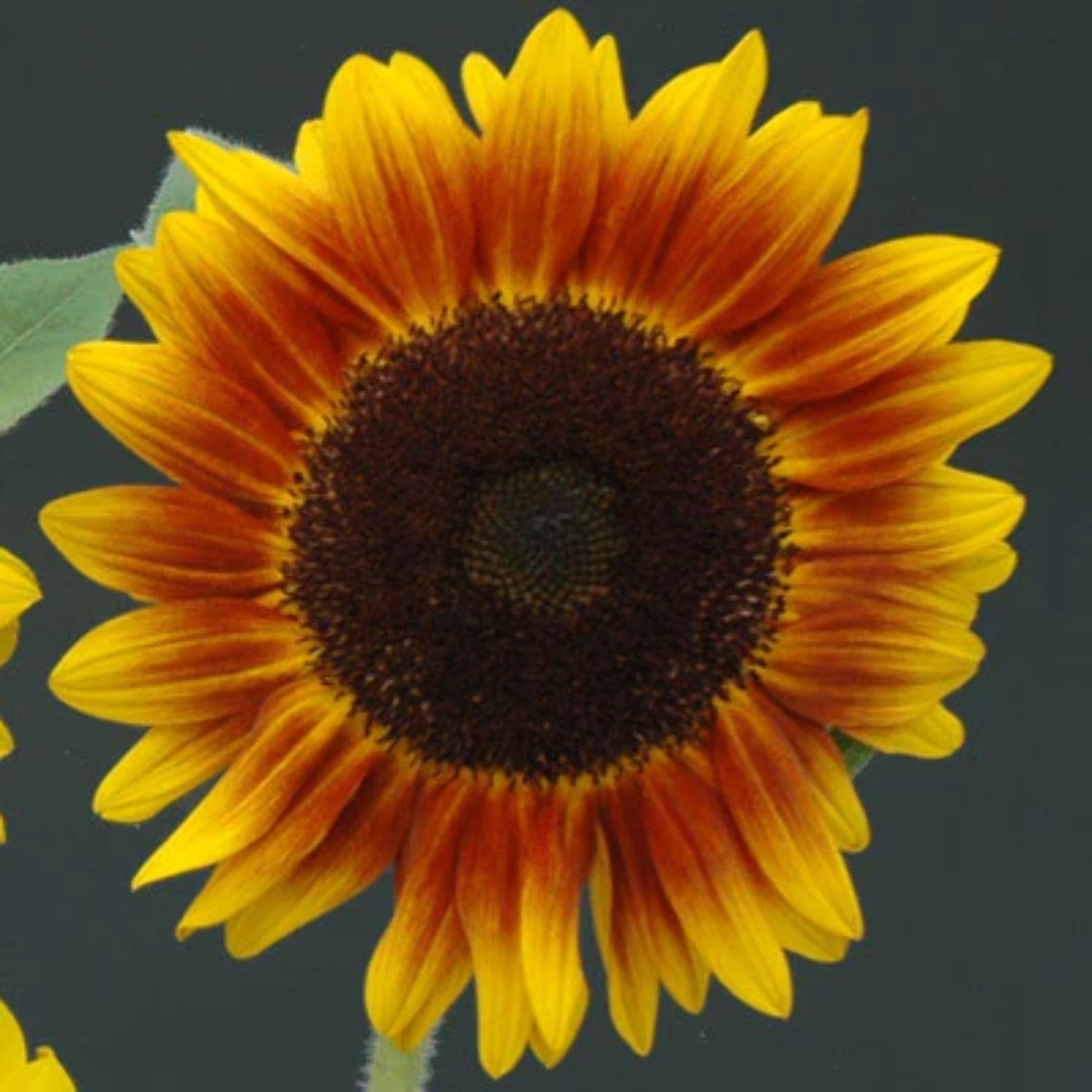 Sunflower Helios Flame F1 Seed - Walmart.com