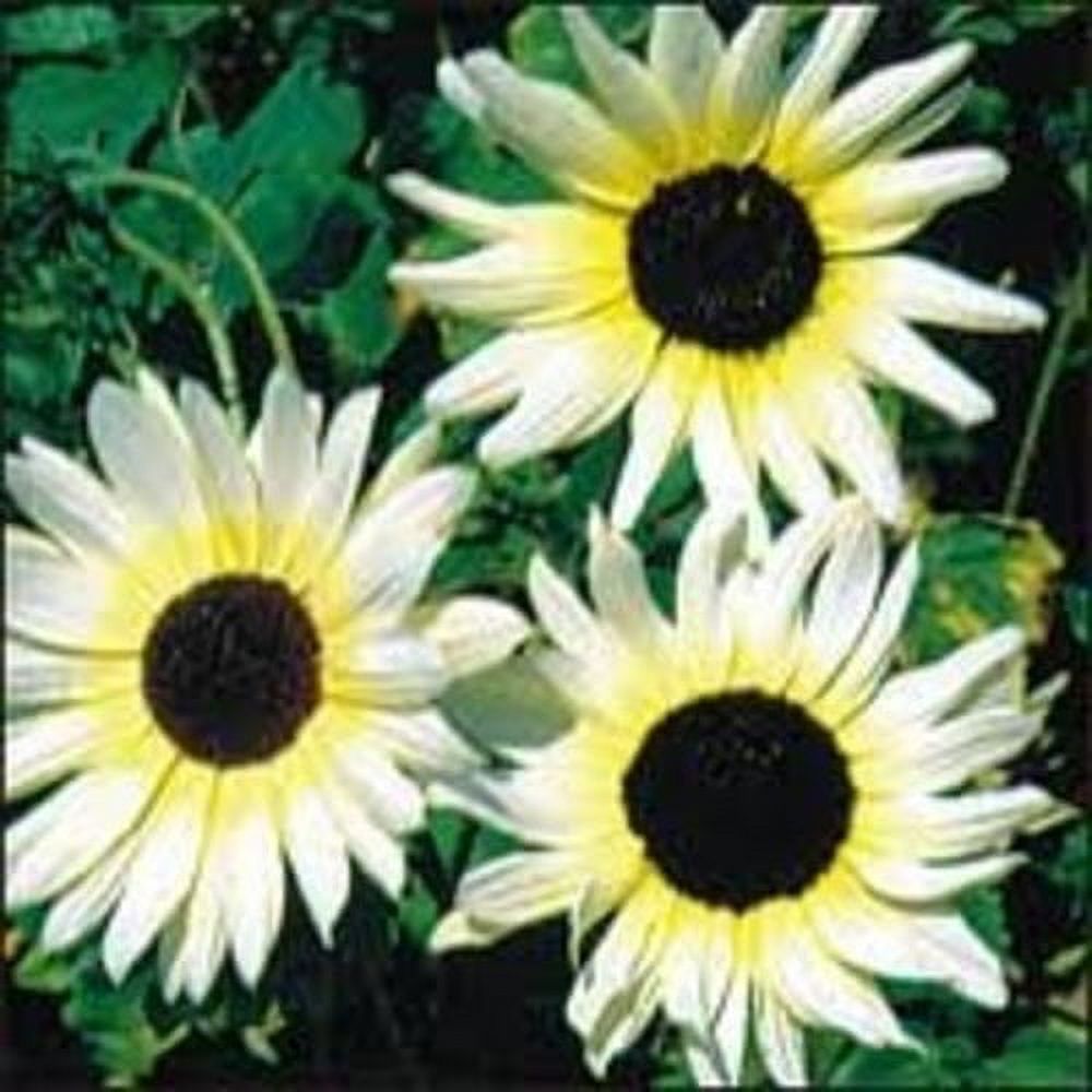 Sunflower Italian White Nice Garden Flower By Seed Kingdom 20 Seeds ...
