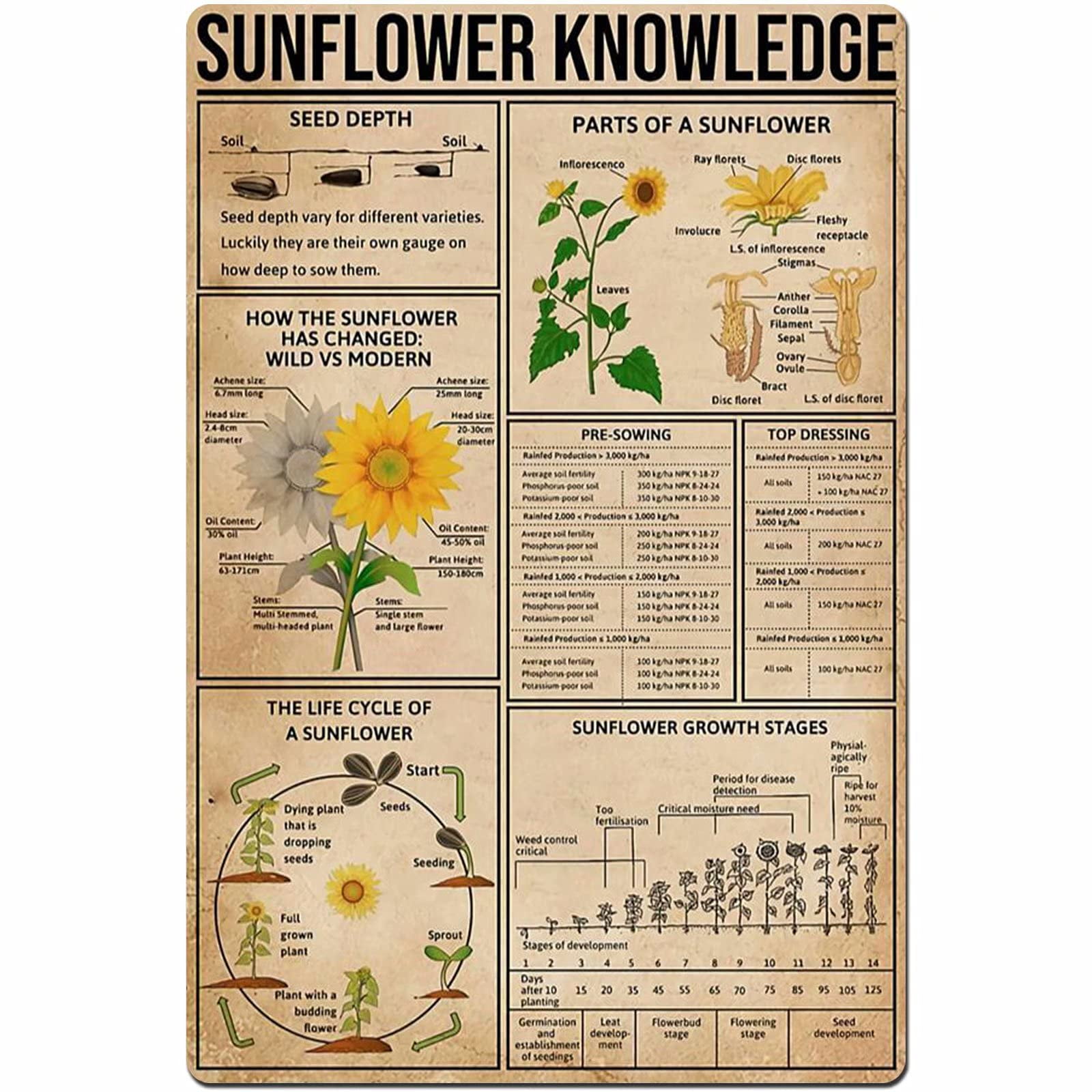 Sunflower Knowledge Metal Tin Sign Seed Depth Parts of A Sunflower ...