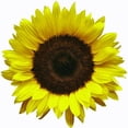 Sunflower, Lemon Queen, 100 Seeds Large Beautiful Vivid Colorful Blooms ...