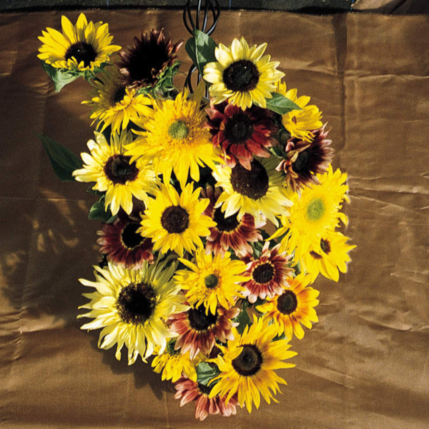 Sunflower Monet's Palette F1 Seed - Walmart.com