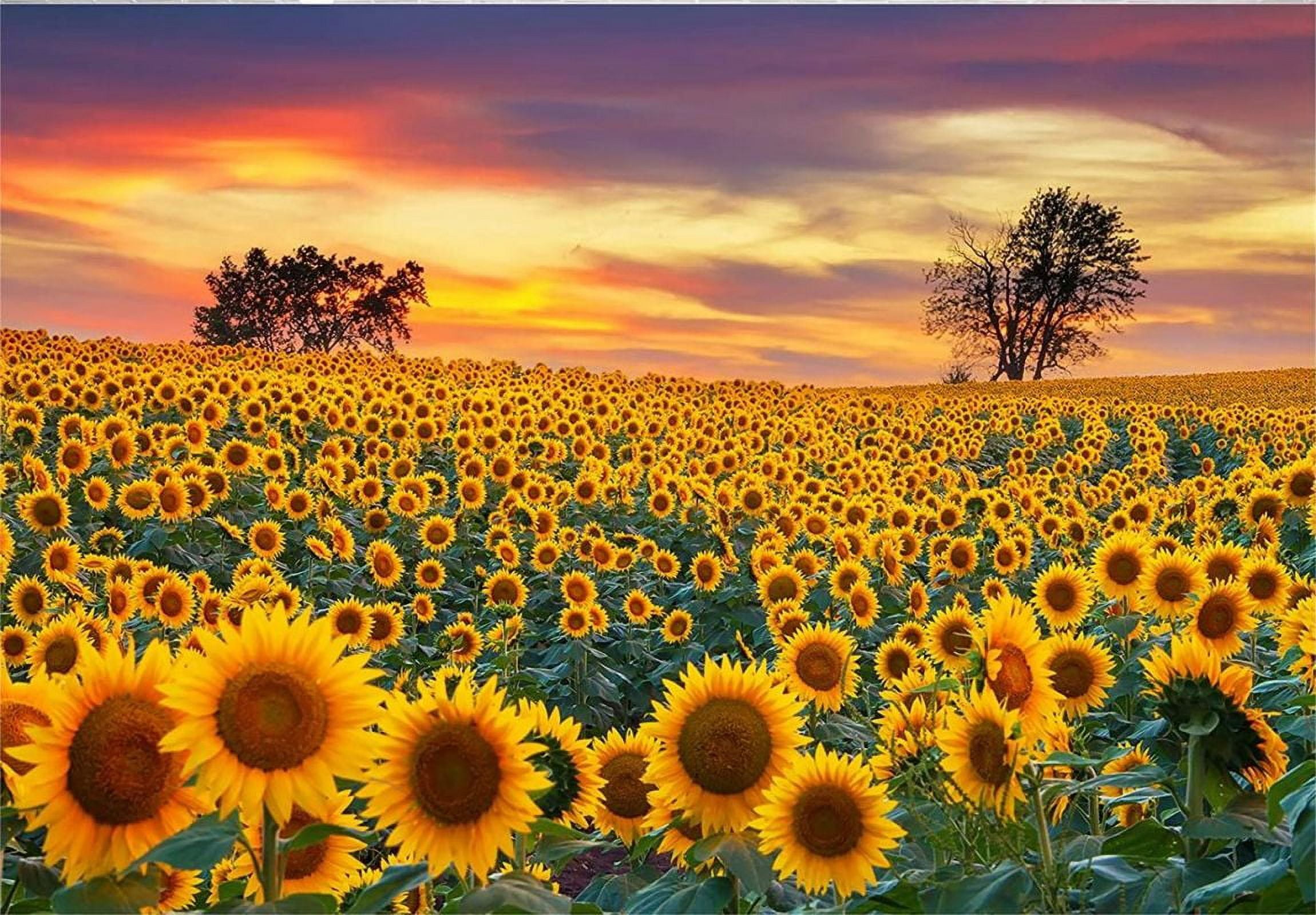 Sunflower Photography Backdrop Yellow Photography Background Wedding ...