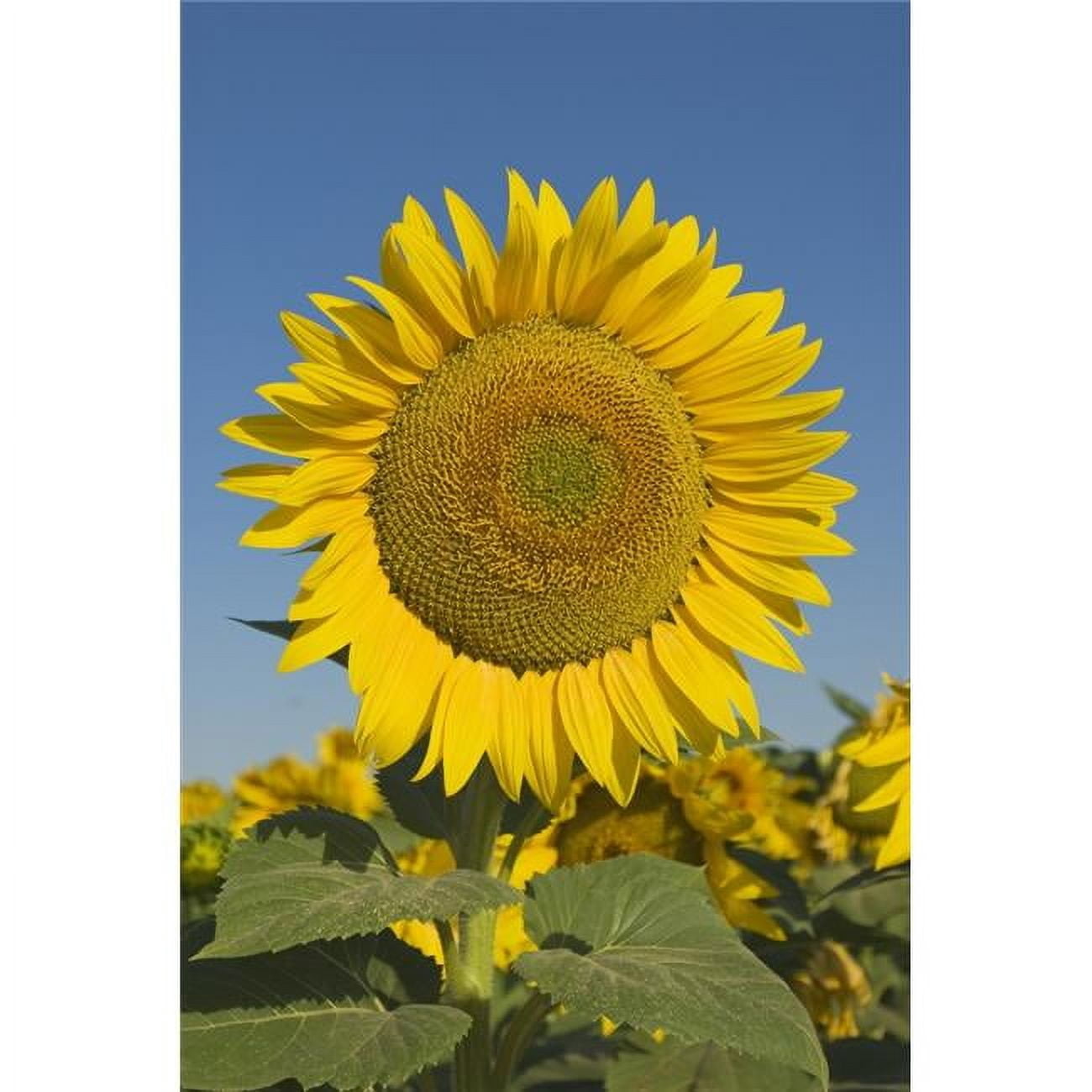 Sunflower Poster Print - Walmart.com