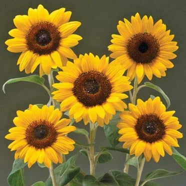 Sunflower Pro Cut Orange F1 Seed - Walmart.com