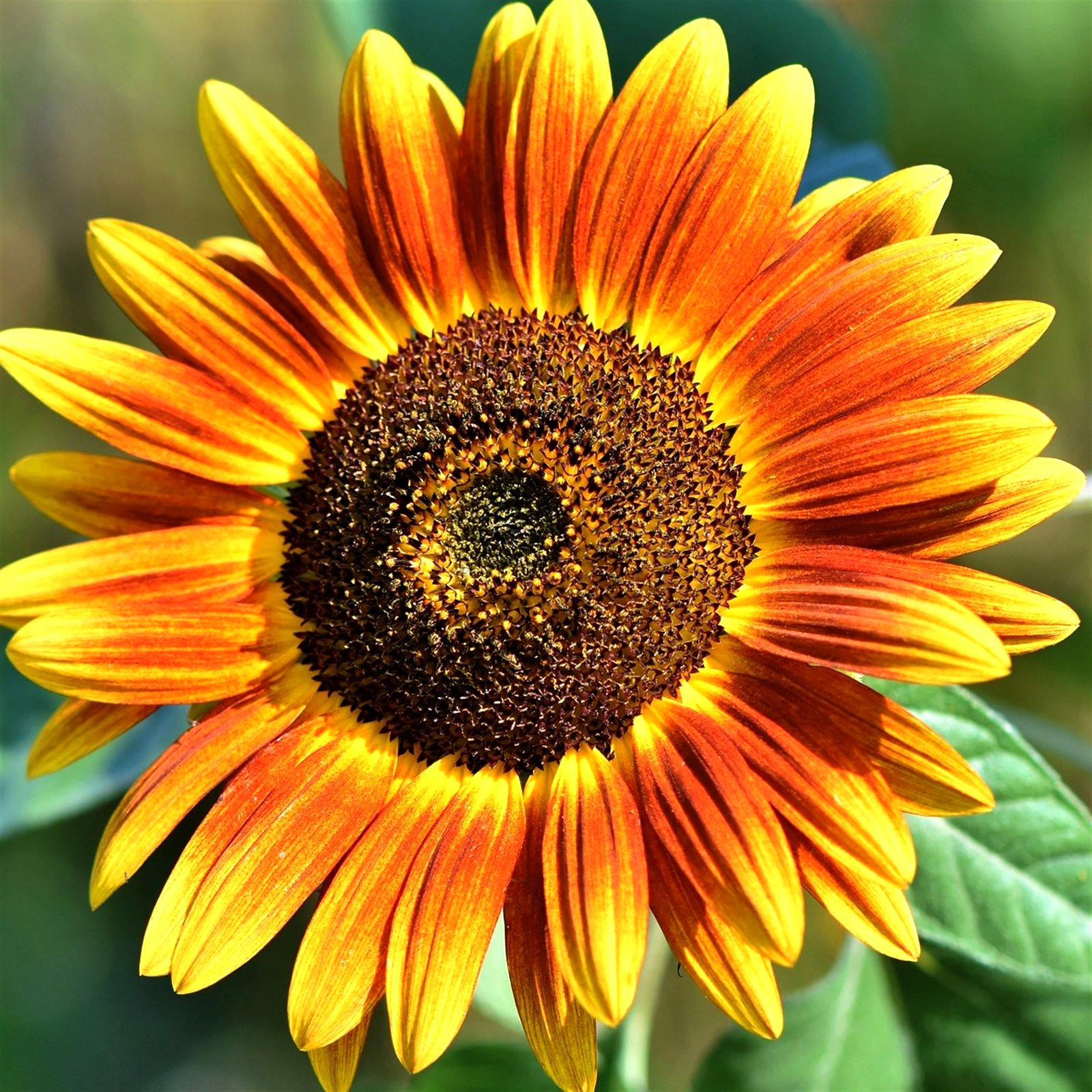 Sunflower Seeds，Create A Sunny Garden，Enjoy It All Year Round，Sunflower ...