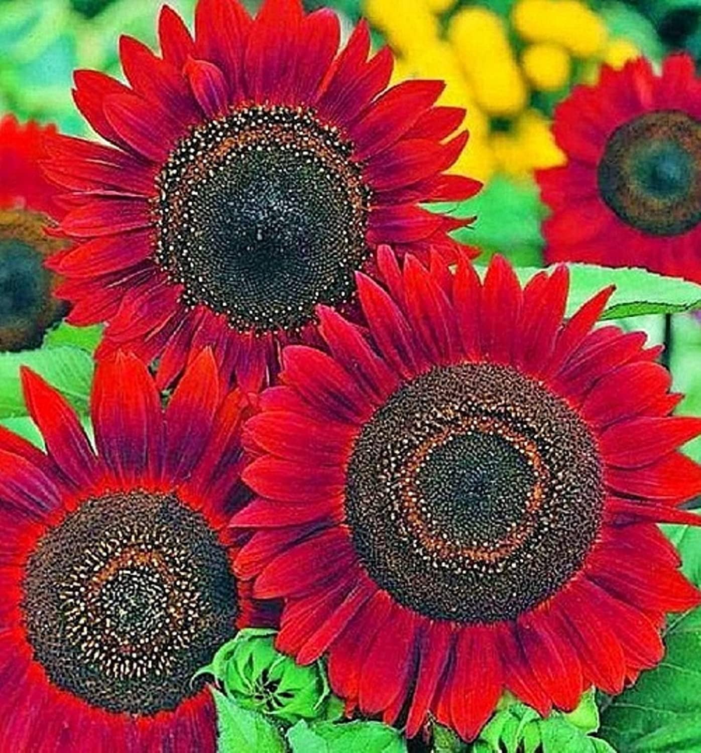 Sunflower Seeds for Planting - Grow Red Velvet Queen Sun Flowers in ...