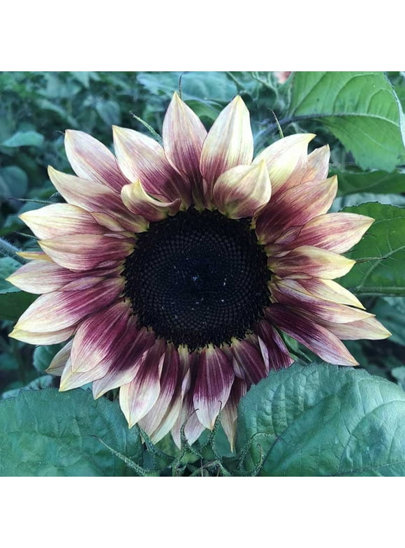 Sunflower Flower Seeds in Seed Gardening - Walmart.com