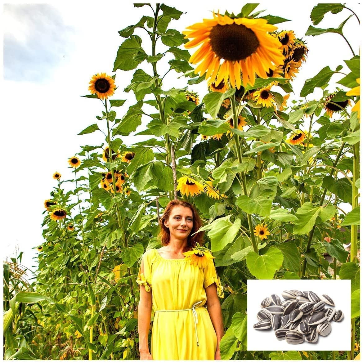 CZ Grain Giant Skyscraper Sunflower Seeds, Heirloom, Resealable Packet ...