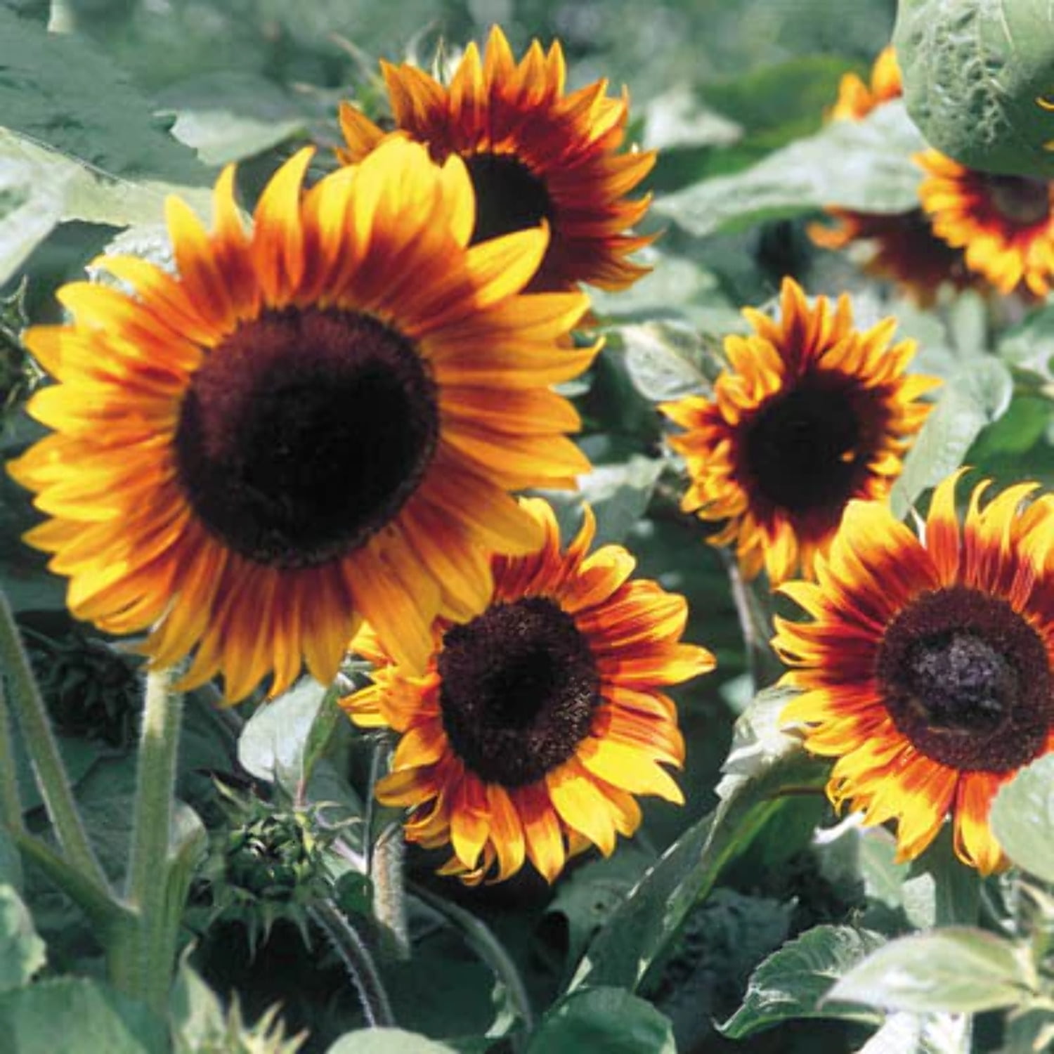 Sunflower Seeds for Planting - Firecracker F1 Variety Sunflower Seeds ...