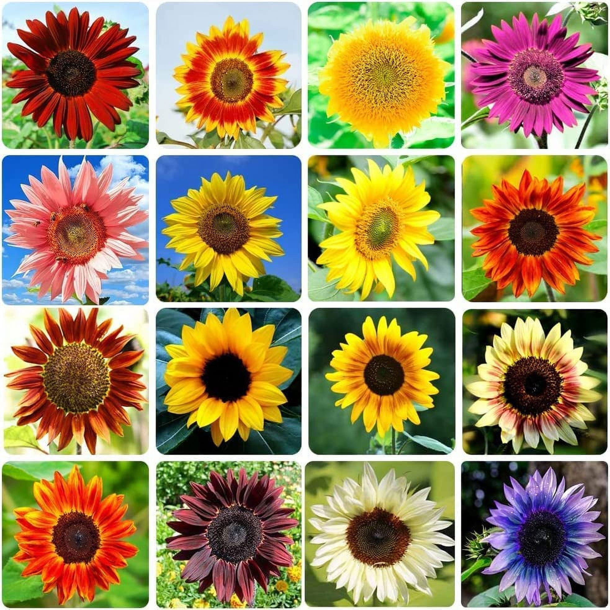 CZ Grain Sunflower Seeds Mix, 15 Varieties, Bulk 5,000 Seeds, Attracts ...