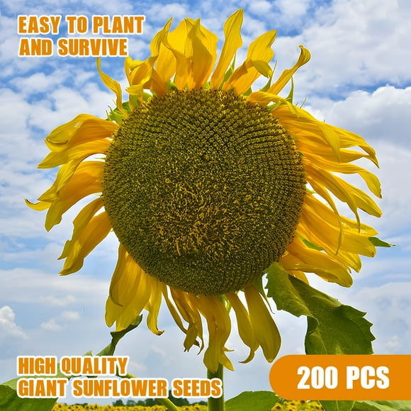 Sunflower Flower Seeds in Seed Gardening - Walmart.com