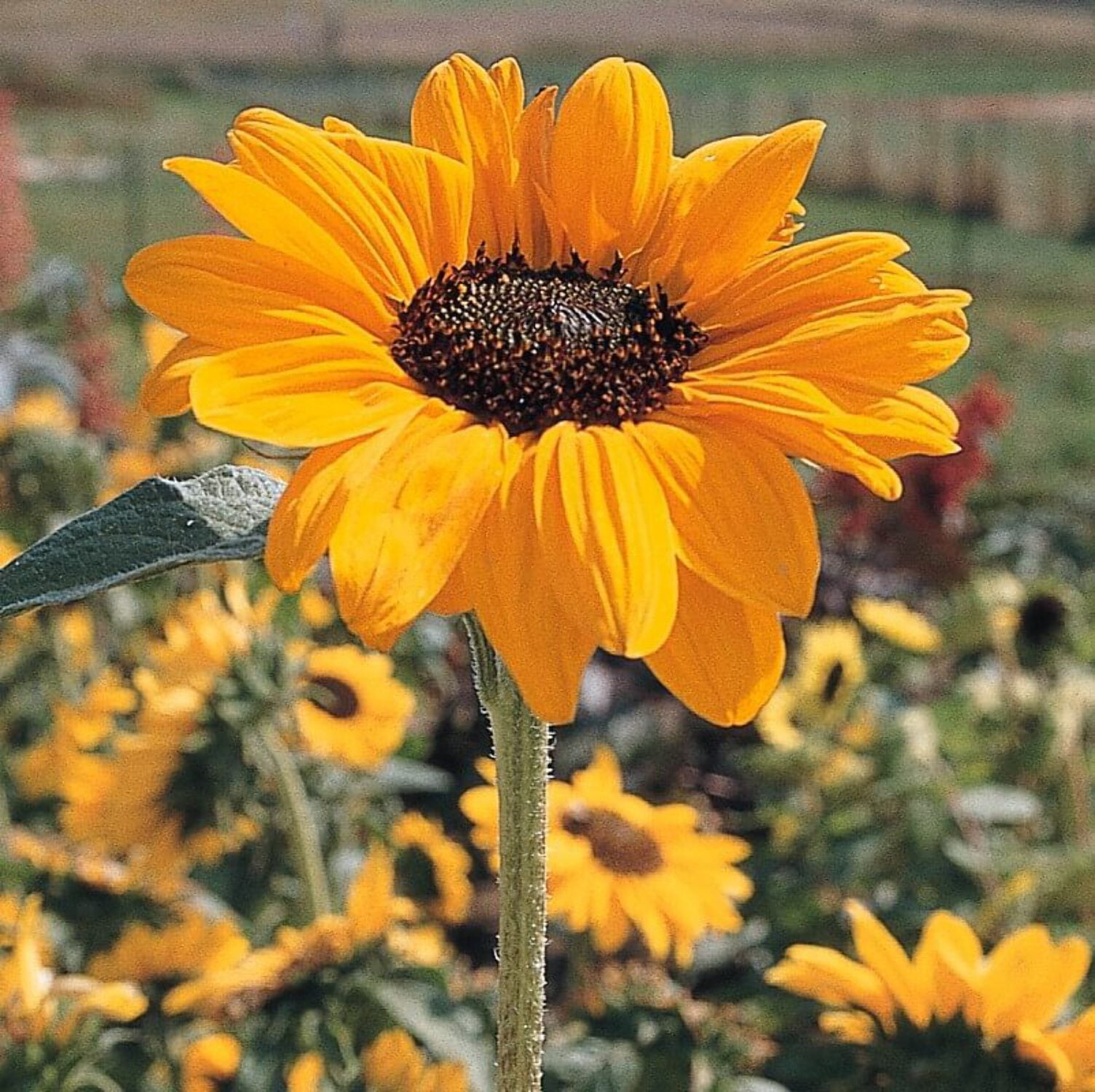 Sunflower Soraya Seed - Walmart.com