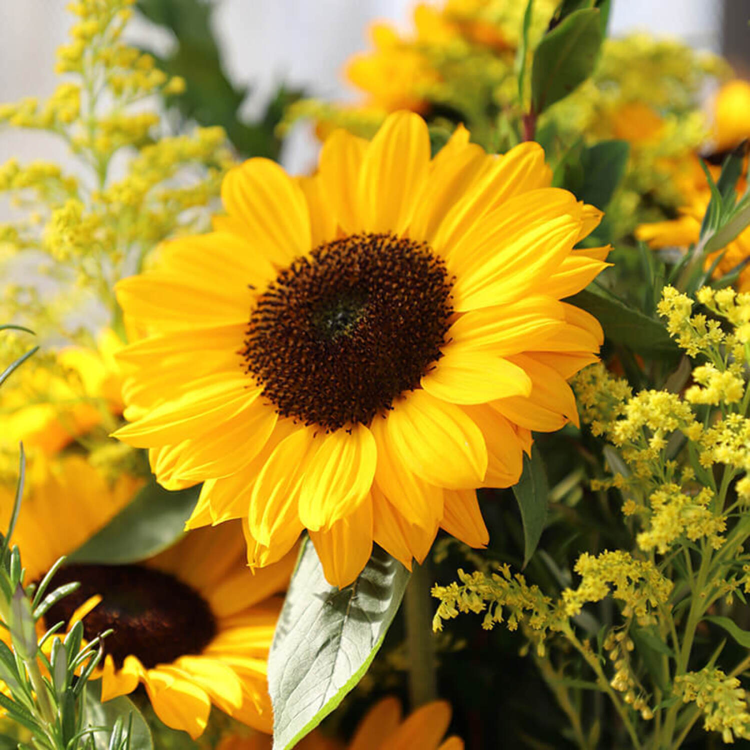 Sunflower Sunrich Orange F1 Seed - Walmart.com