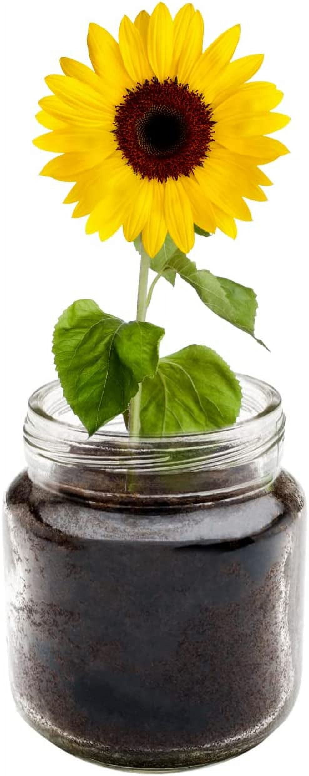 Sunflower Windowsill Planter Kit - Grows Year Round, Includes ...