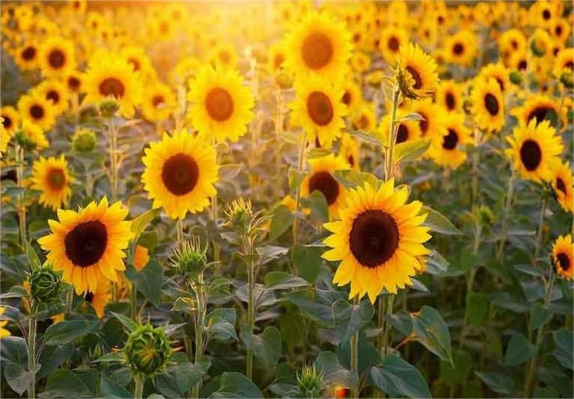 Sunflowers Backdrop Natural Field Rural Ranch Background Wedding ...