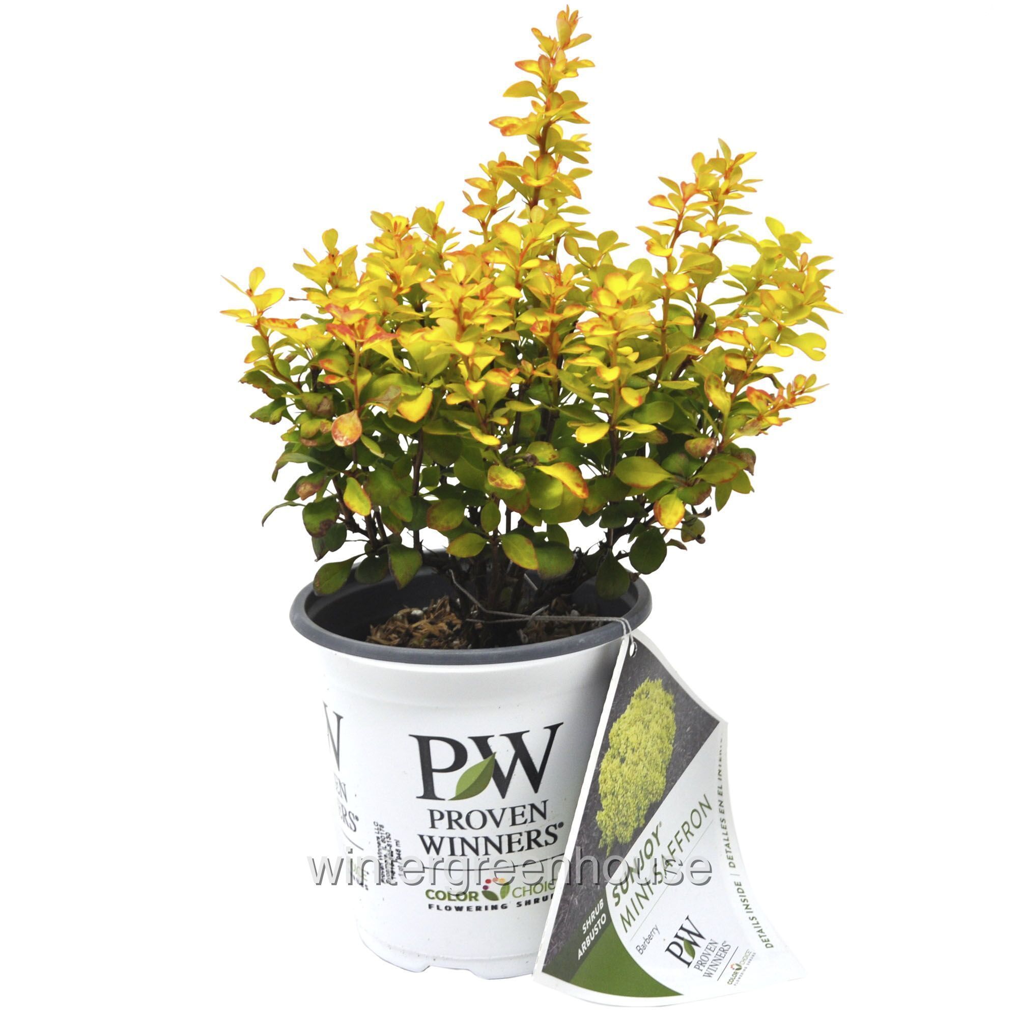 Sunjoy Mini Saffron Barberry, Berberis Thunbergii, Proven Winners ...