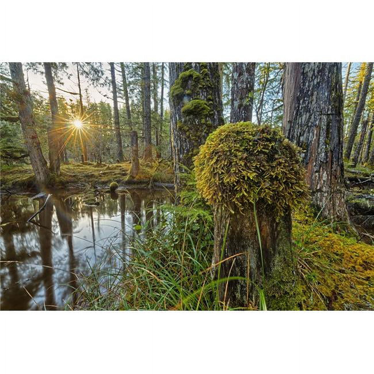 Sunlight Streams Through The Rainforest of Naikoon Provincial Park ...
